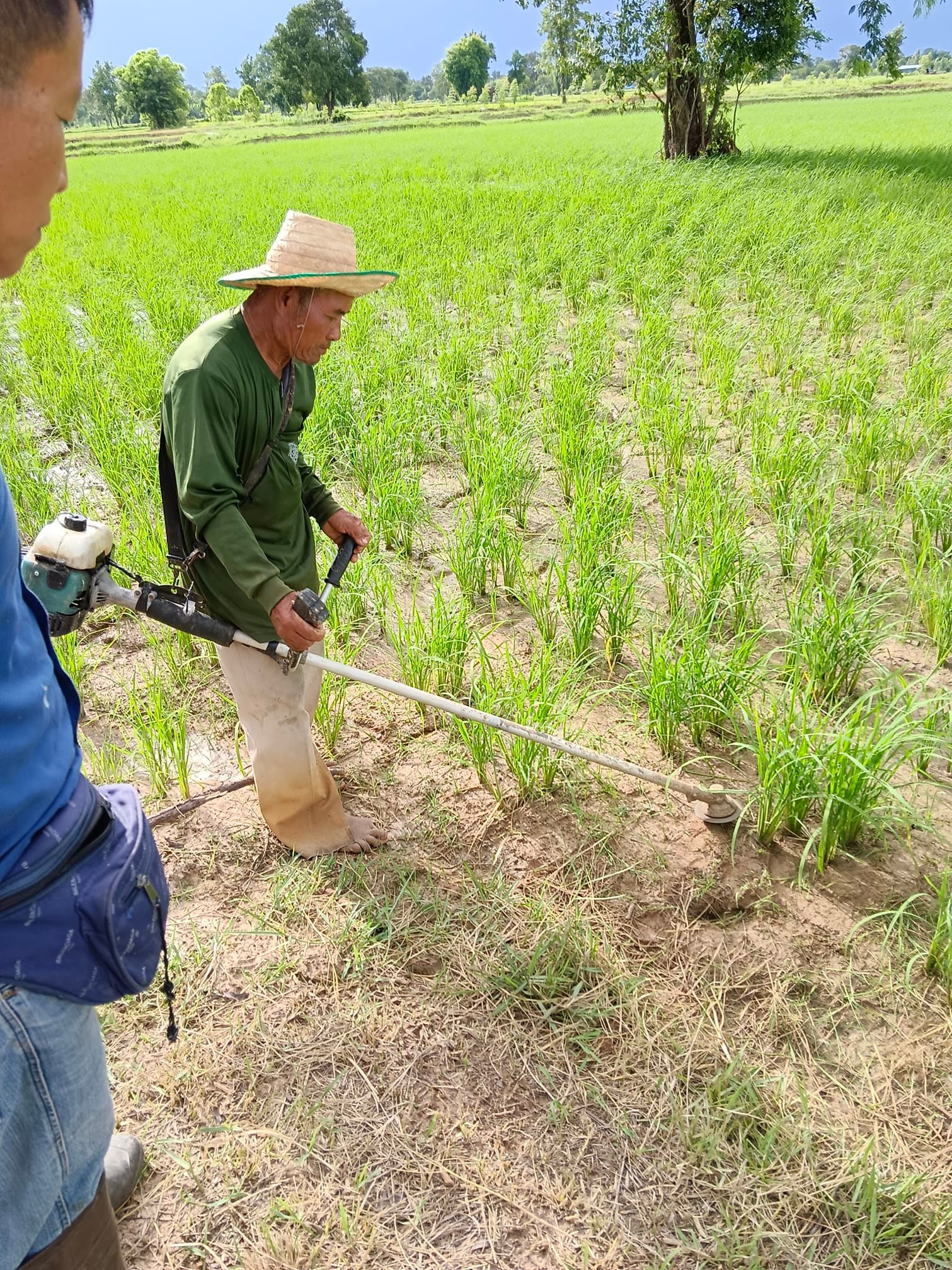 ชาวนาที่กันทรารมย์ ทำนาอินทรีย์สไตล์ญี่ปุ่น ผลตอบแทนต่อไร่น่าพอใจสุดๆ