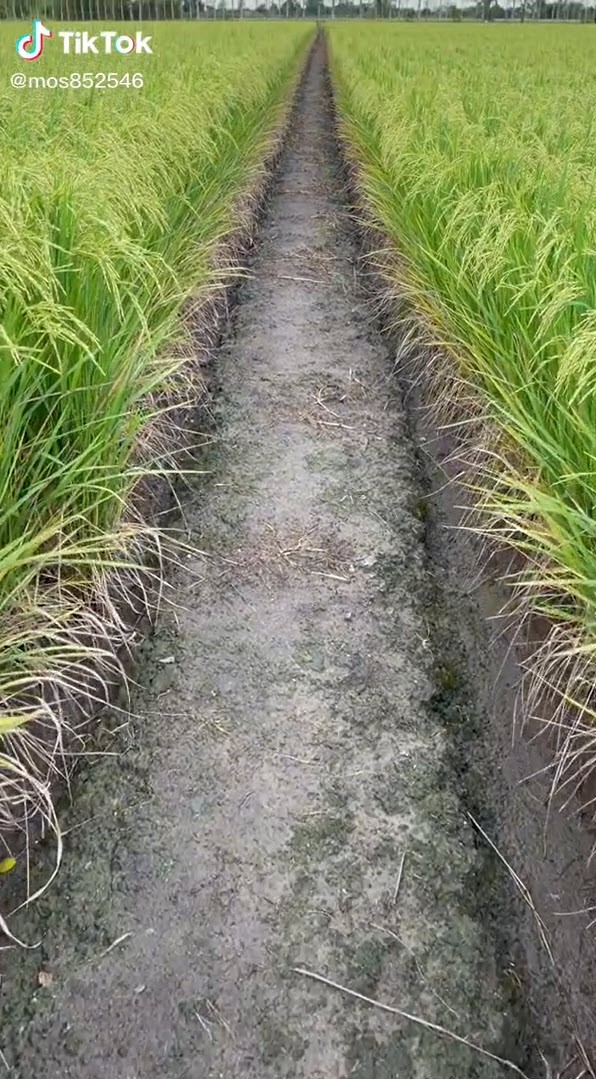 ชาวนาไทย ทำนาสไตล์ญี่ปุ่น สวยทั้งข้าวสวยทั้งคันนา