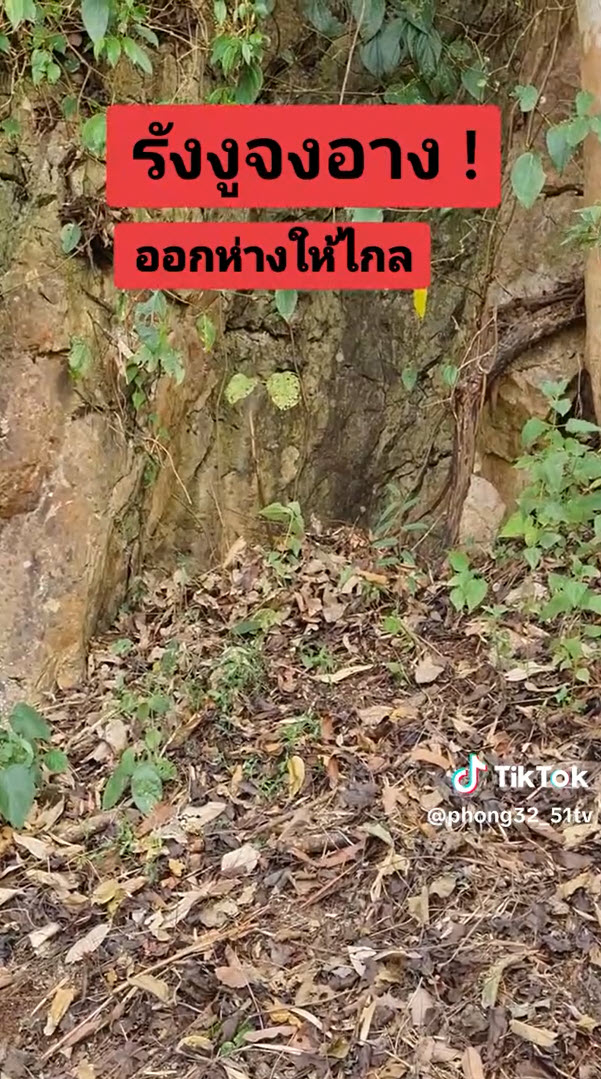 หนุ่มเตือนสายเดินป่า เจอกองใบไม้แบบนี้ ต้องออกให้ห่างเพราะอาจเจอดี