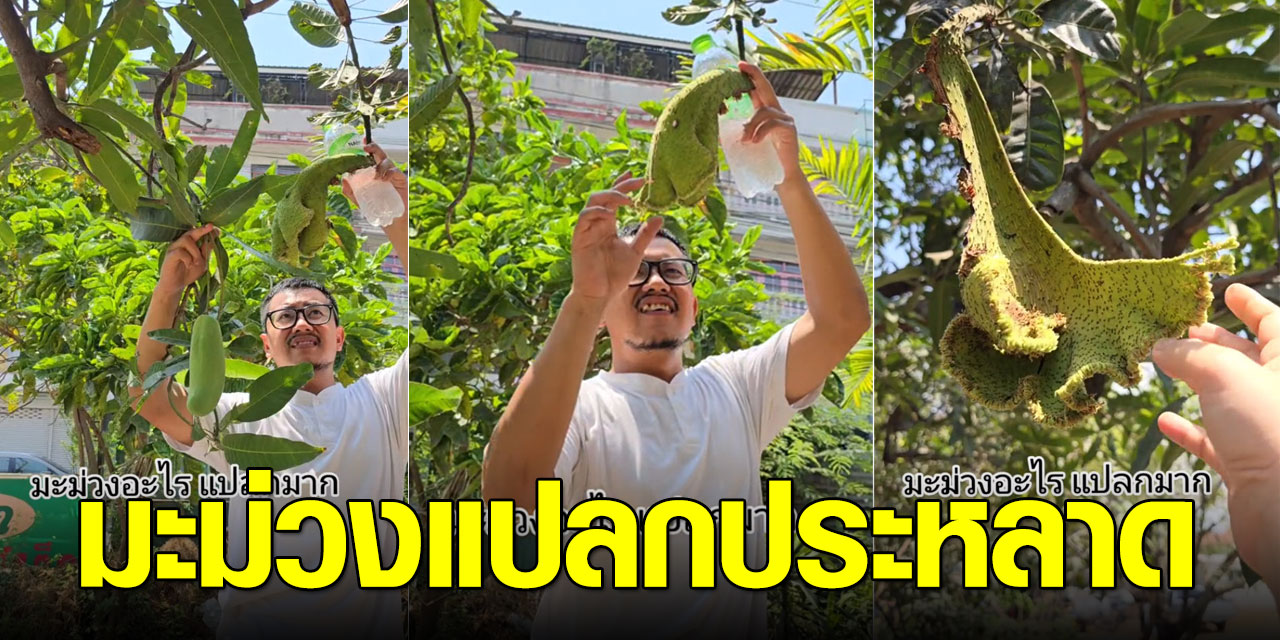 ฮือฮา ผลมะม่วงแปลกประหลาด เกิดมาเพิ่งเคยเห็น