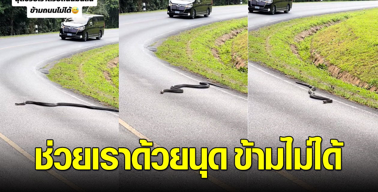 ไปเที่ยวเขาใหญ่ เจองูข้ามถนน อดสงสารไม่ได้ เลื้อยข้ามถนนไม่ได้รอก่อนนะนุด